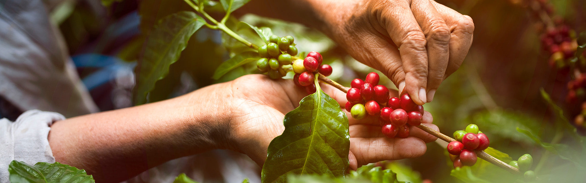 Thomas Coffee Specializing in Premium Blend Ground Coffee